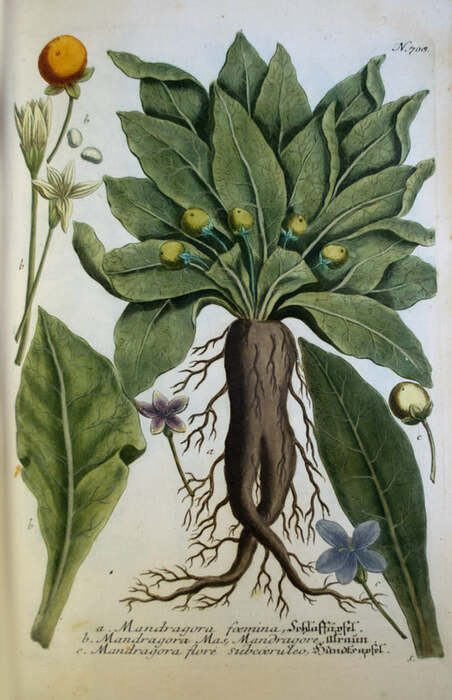 Kas tad īsti ir mandragora? :: Farmacijas muzejs